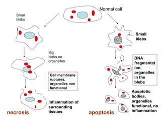 Mechanism cell deaths | PPT