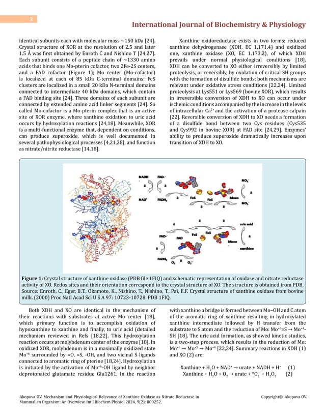 Mechanism and Physiological Relevance of Xanthine Oxidase as Nitrate ...