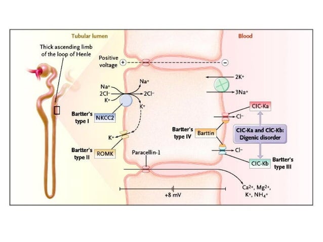 Mechanism Of Hypokalemia In Magnesium Deficiency | PDF