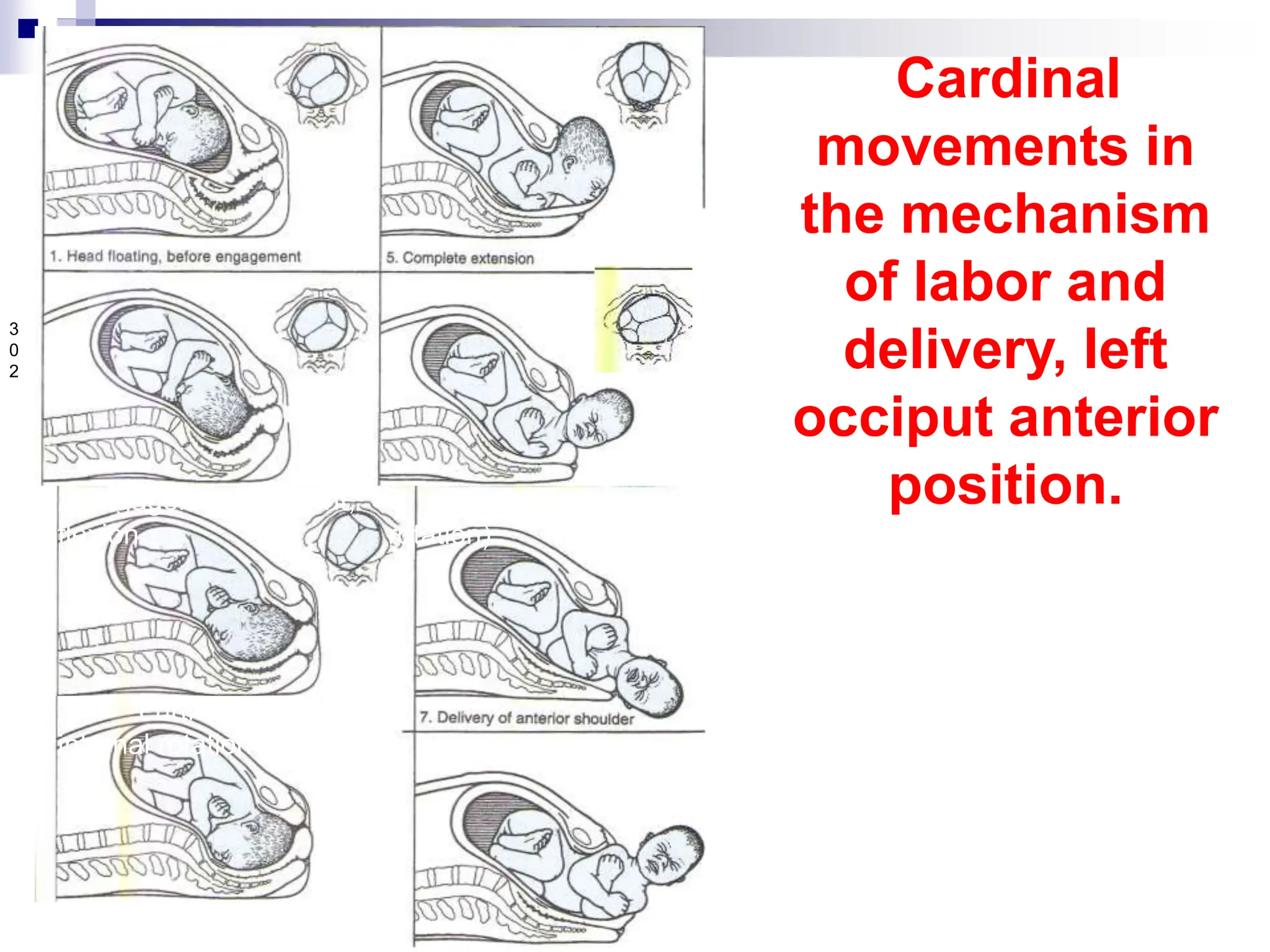 mechanism-of-labour.ppt OBSTETRICS and gynaecologist | PPT