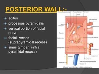 anatomy and physiology of middle ear spaces | PPTX