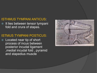 anatomy and physiology of middle ear spaces | PPTX