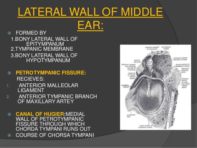 anatomy and physiology of middle ear spaces