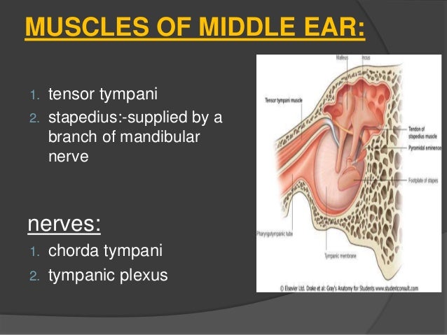anatomy and physiology of middle ear spaces