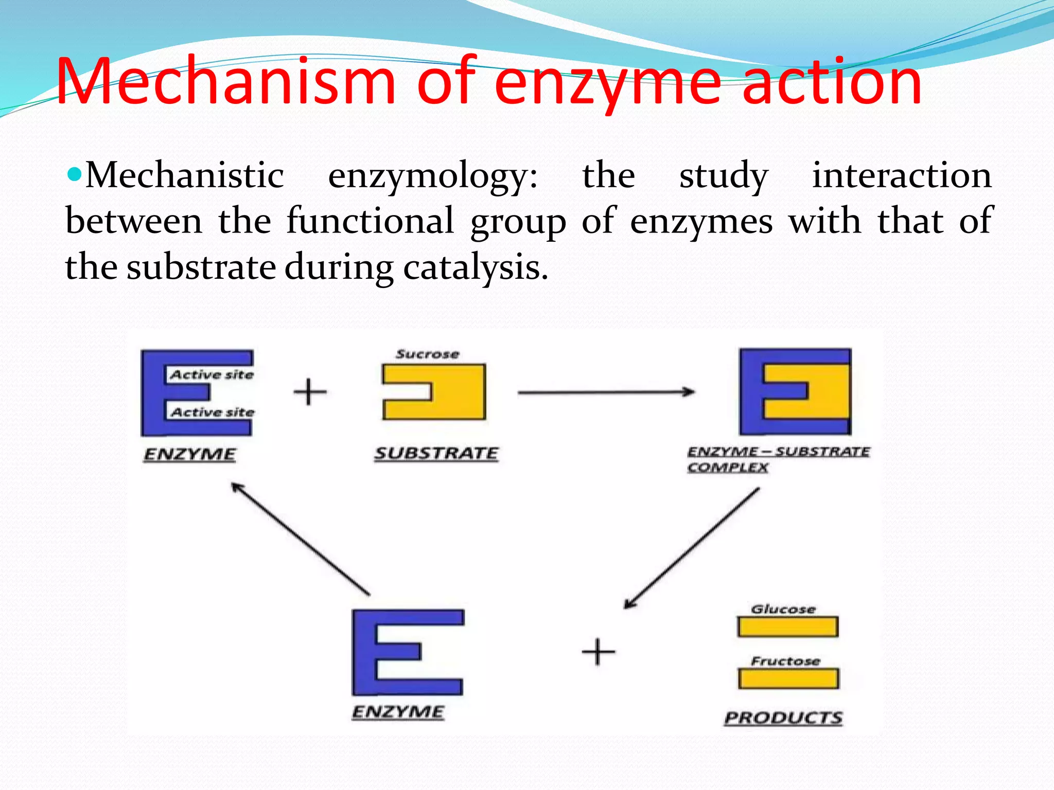 Mechanisms action of enzymes | POTX