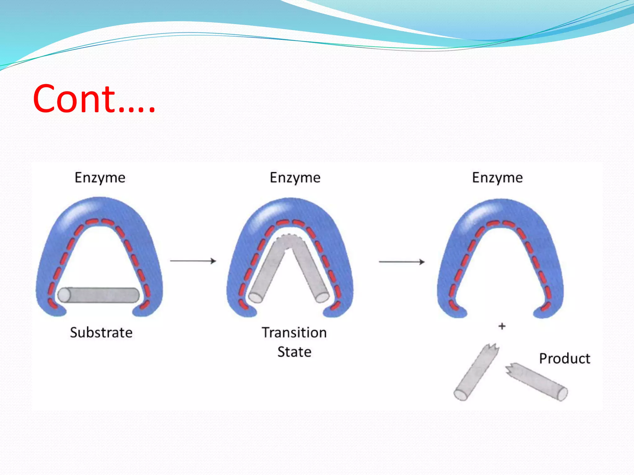 Mechanisms action of enzymes | POTX