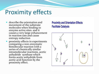 Mechanisms action of enzymes | POTX