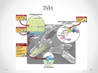 Anti Tubercular Drugs - Mechanism of Action and Adverse effects | PPTX