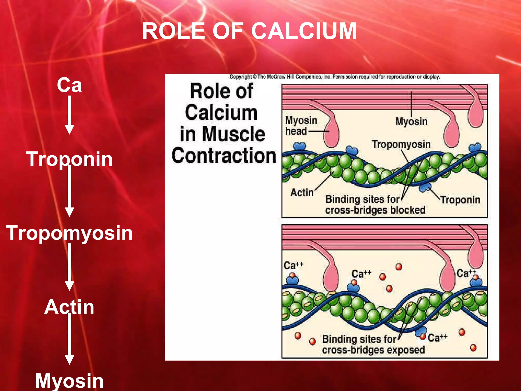 Mechanism and chemical changes occuring during muscle contraction | PPT