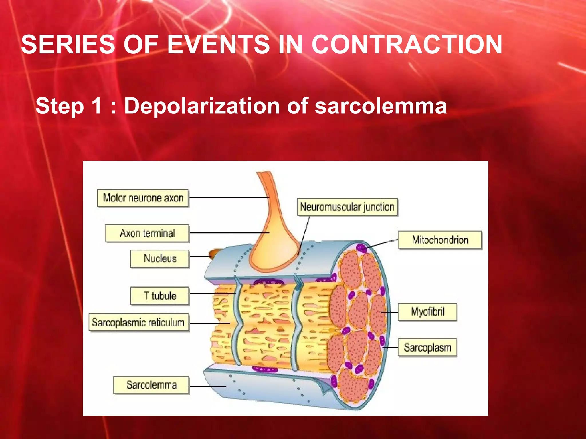 Mechanism and chemical changes occuring during muscle contraction | PPT