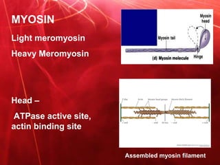 Mechanism and chemical changes occuring during muscle contraction | PPT