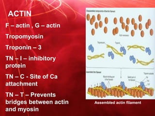 Mechanism and chemical changes occuring during muscle contraction | PPT