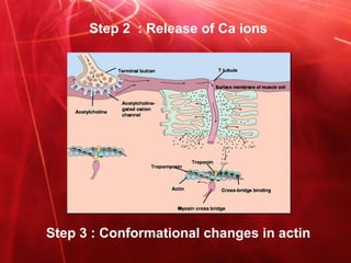 Mechanism and chemical changes occuring during muscle contraction | PPT