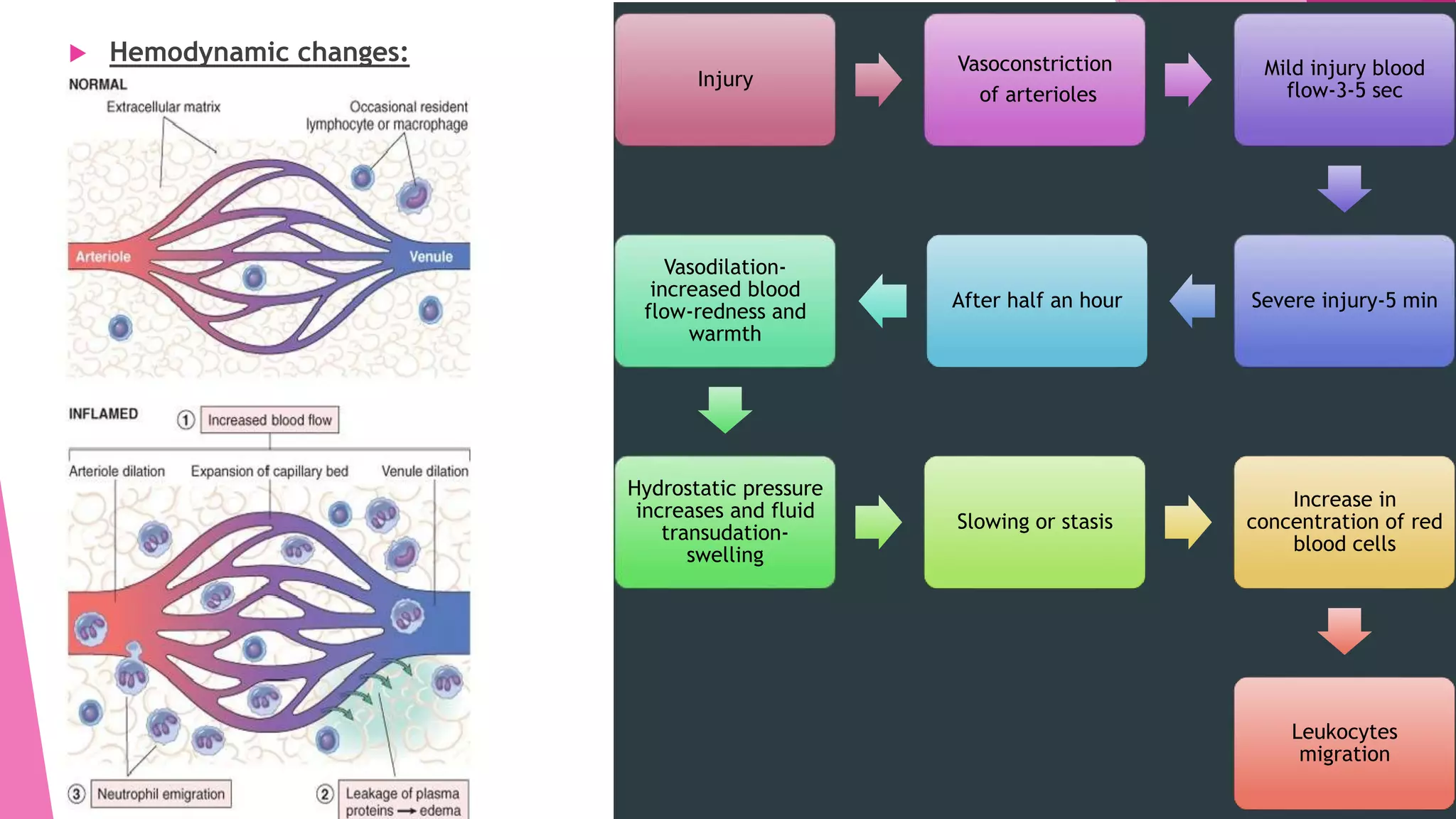 Mechanism involved in the process of inflammation lecture 5 | PPTX ...
