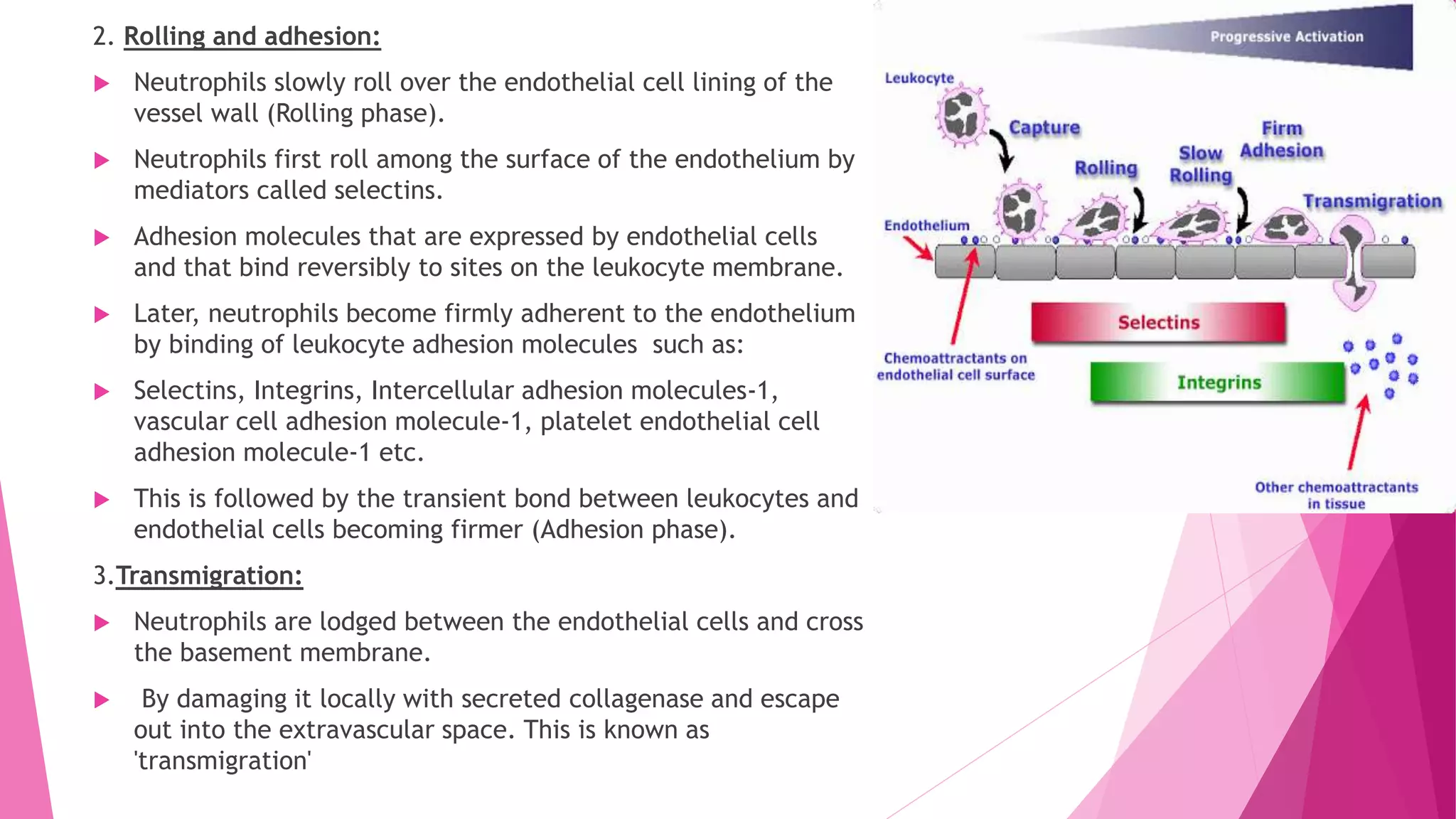 Mechanism involved in the process of inflammation lecture 5 | PPTX