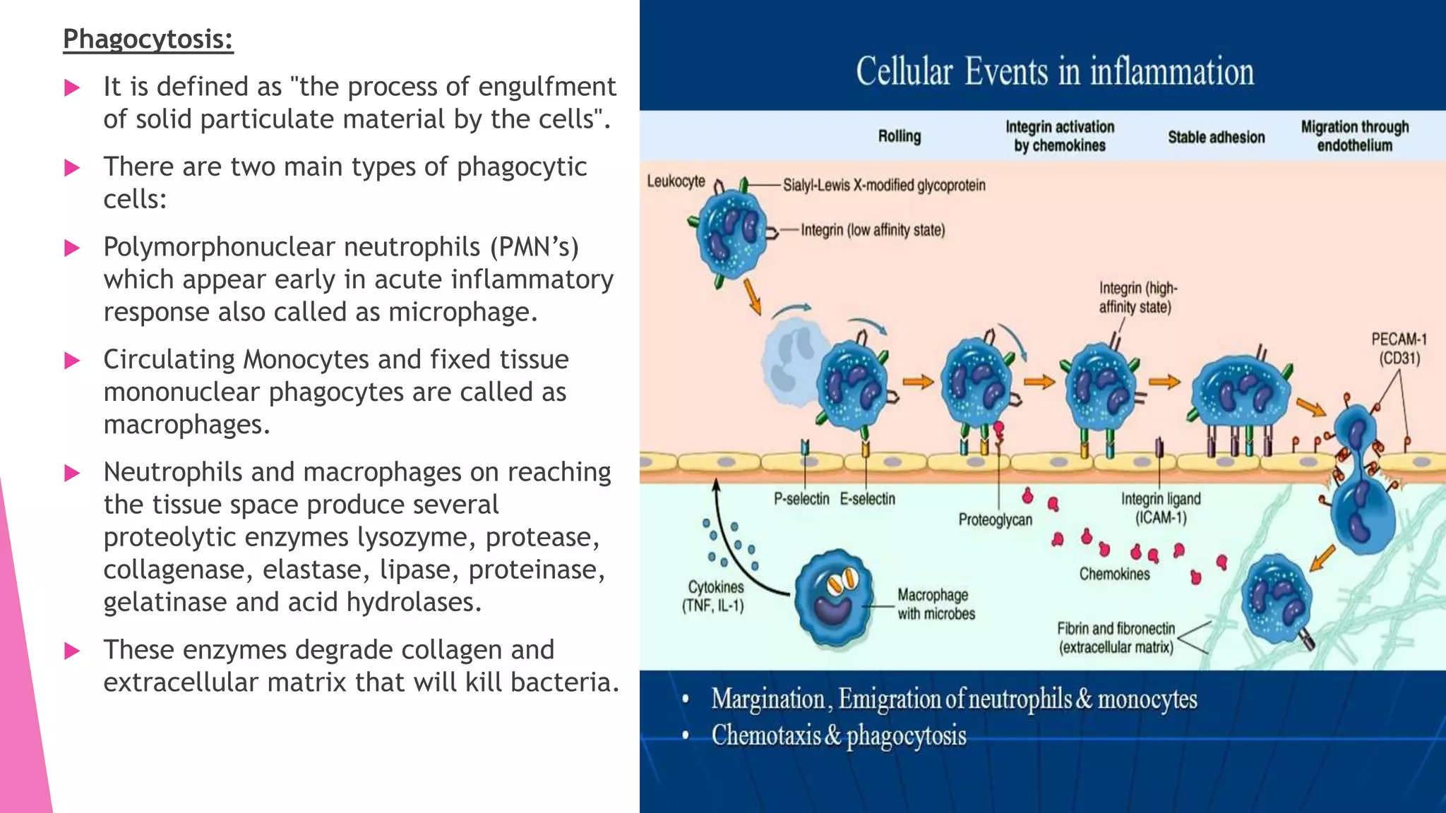 Mechanism involved in the process of inflammation lecture 5 | PPTX