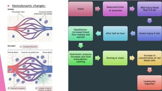 Mechanism involved in the process of inflammation lecture 5 | PPTX