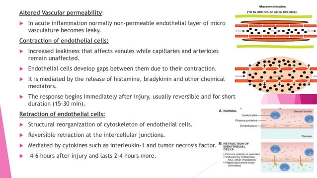 Mechanism involved in the process of inflammation lecture 5 | PPTX ...