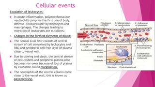 Mechanism involved in the process of inflammation lecture 5 | PPTX