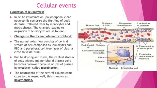Mechanism involved in the process of inflammation lecture 5 | PPTX ...