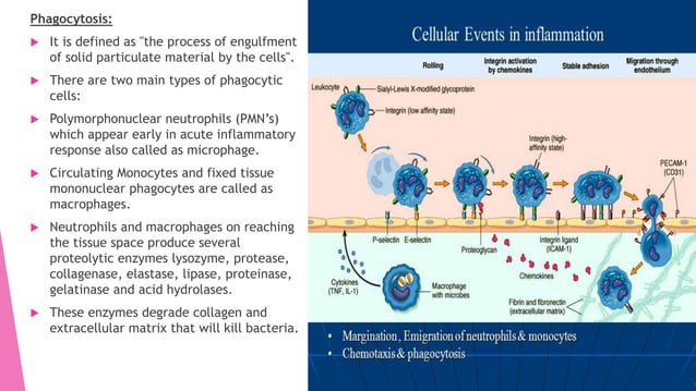 Mechanism involved in the process of inflammation lecture 5 | PPTX ...