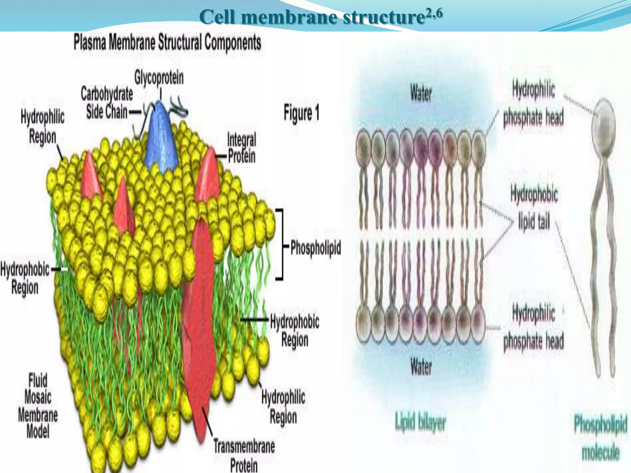 Mechanisms of absorption of drugs | PPTX