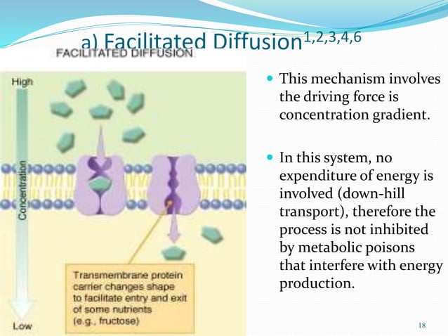 Mechanisms of absorption of drugs | PPTX | Digestive Disorders ...