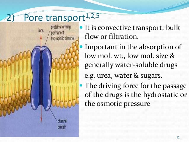 Mechanisms of absorption of drugs