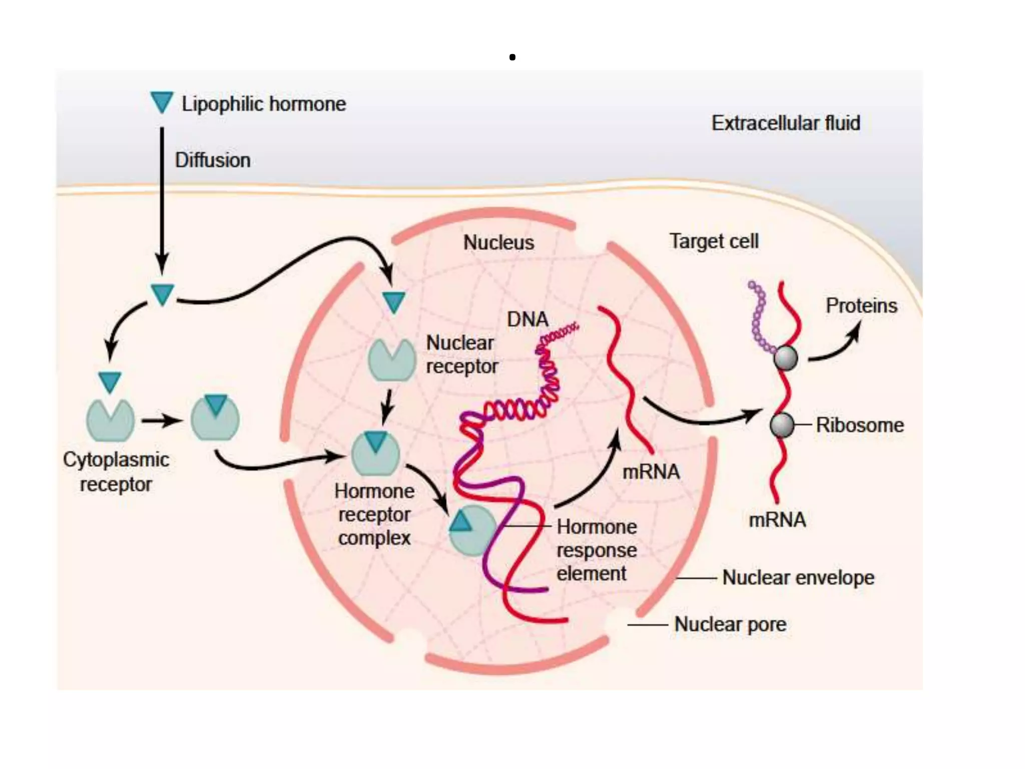 Mechanism of action of hormones | PPT
