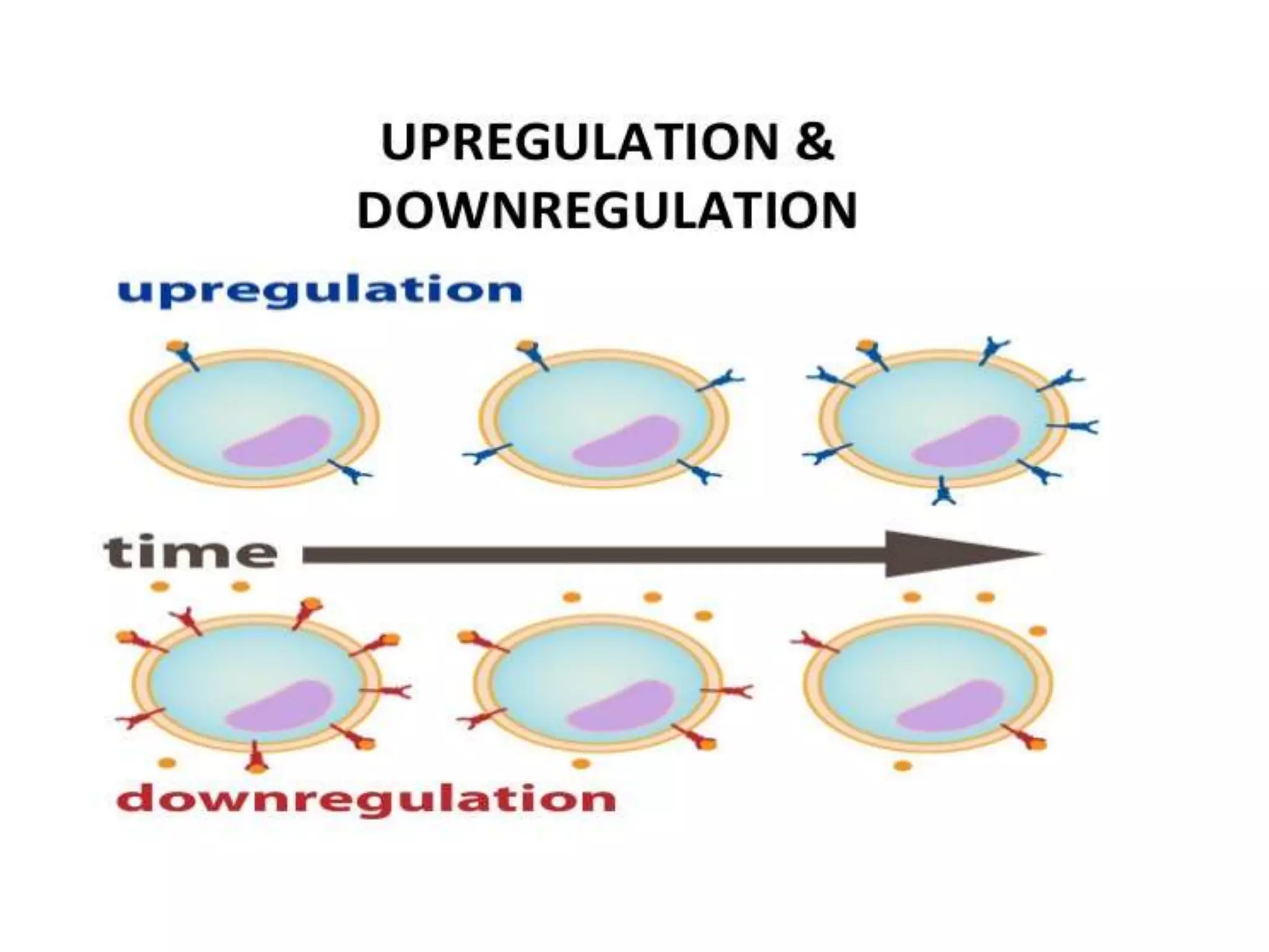 Mechanism of action of hormones | PPT