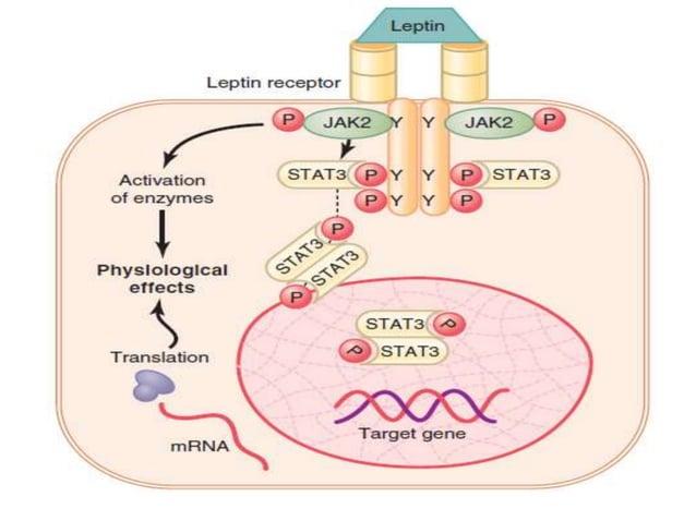 Mechanism of action of hormones | PPT