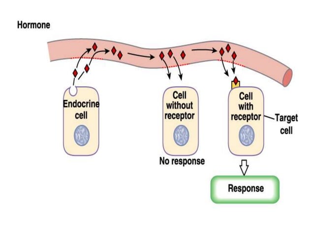 Mechanism of action of hormones | PPT