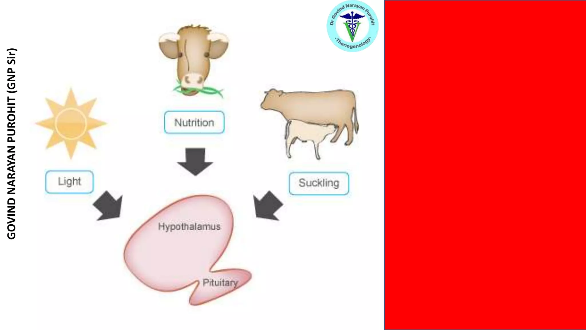Mechanism Of Action And Clinical Use Of Hormones Ppt