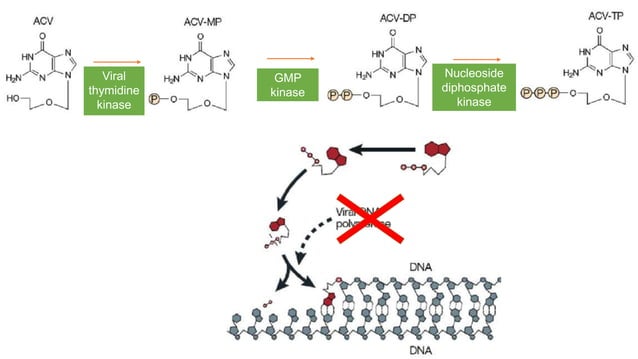 Mechanism of action of acyclovir with Video | PPTX