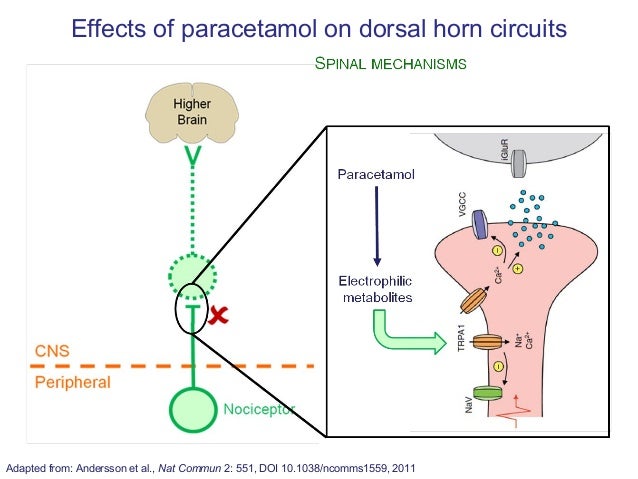 Mechanism of action of analgesics (2012)