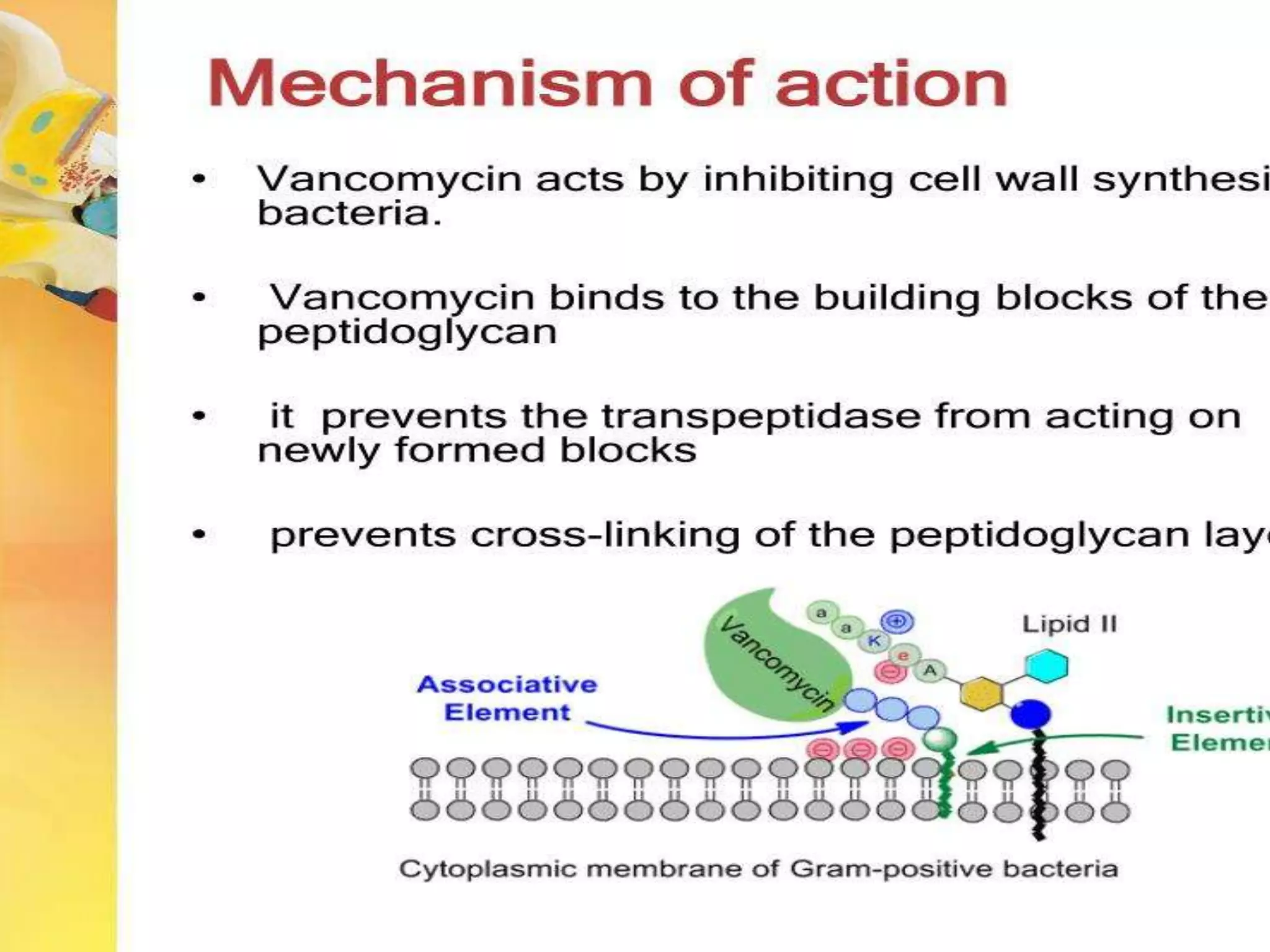 Mechanism of action of antibiotics | PPTX