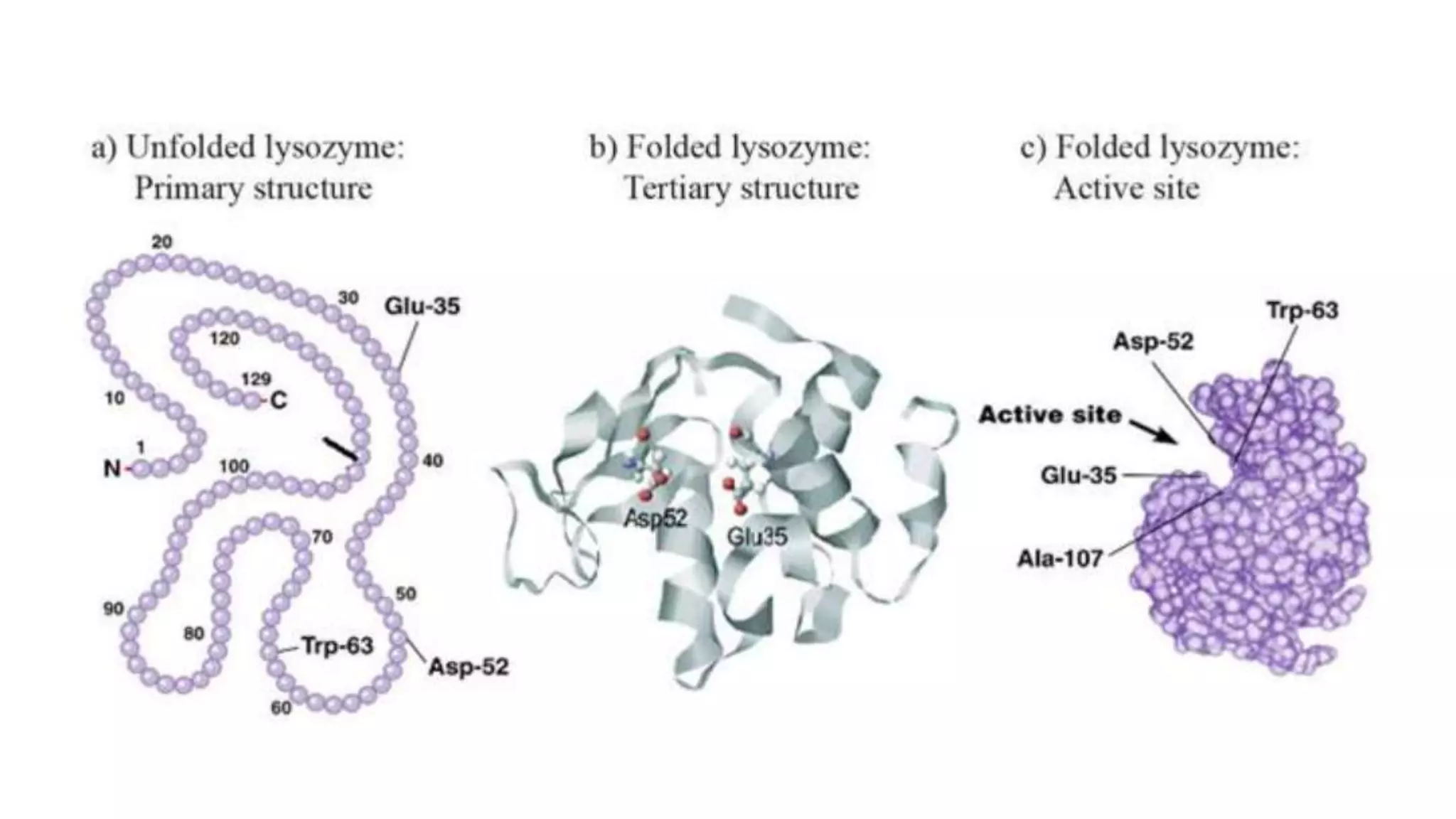 Mechanism of action of Chymotrypsin & Lysozyme.pptx