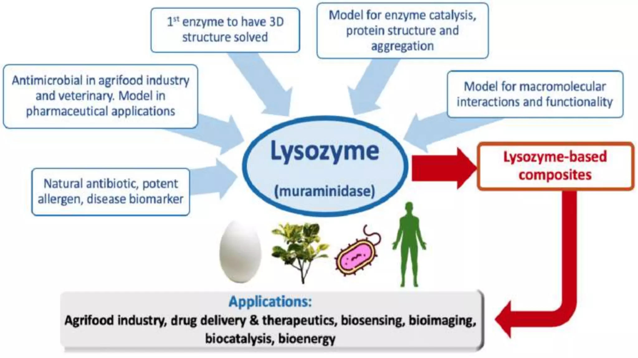 Mechanism of action of Chymotrypsin & Lysozyme.pptx