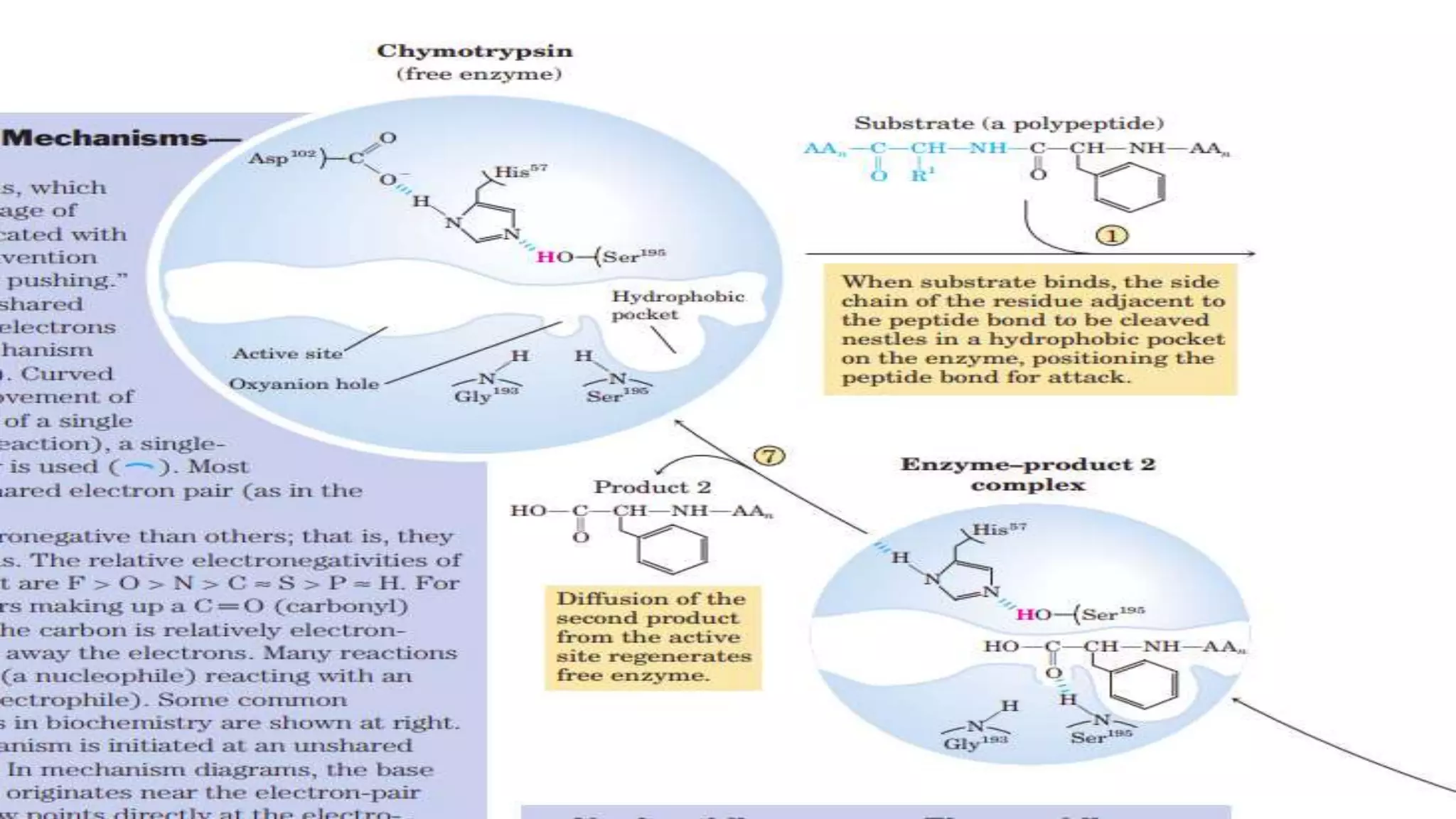 Mechanism of action of Chymotrypsin & Lysozyme.pptx