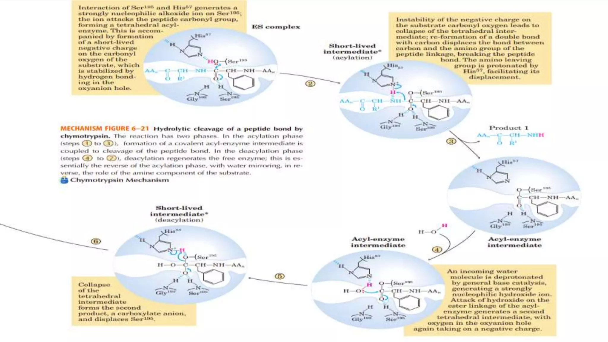 Mechanism of action of Chymotrypsin & Lysozyme.pptx