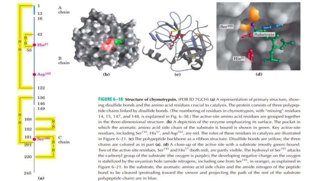 Mechanism of action of Chymotrypsin & Lysozyme.pptx | Chemistry | Science