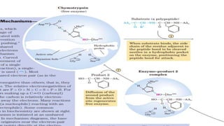 Mechanism of action of Chymotrypsin & Lysozyme.pptx