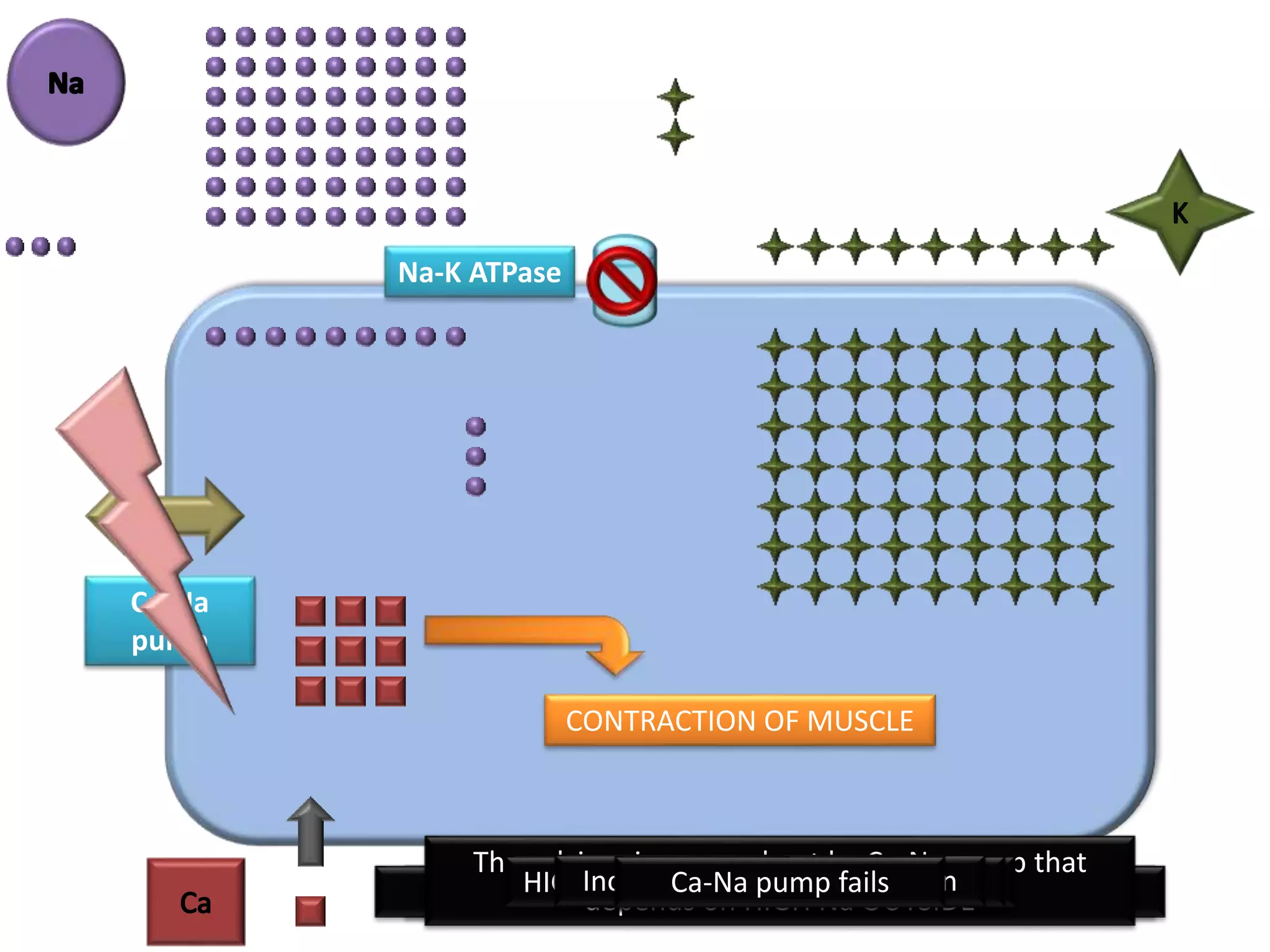 Mechanism of action of digoxin | PPTX