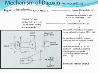 Mechanism of action of digoxin in congestive heart failure | PPTX