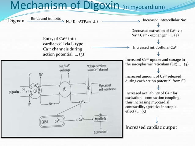 Mechanism of action of digoxin in congestive heart failure | PPTX ...