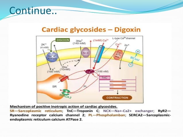 Mechanism of action of digoxin in congestive heart failure | PPTX ...