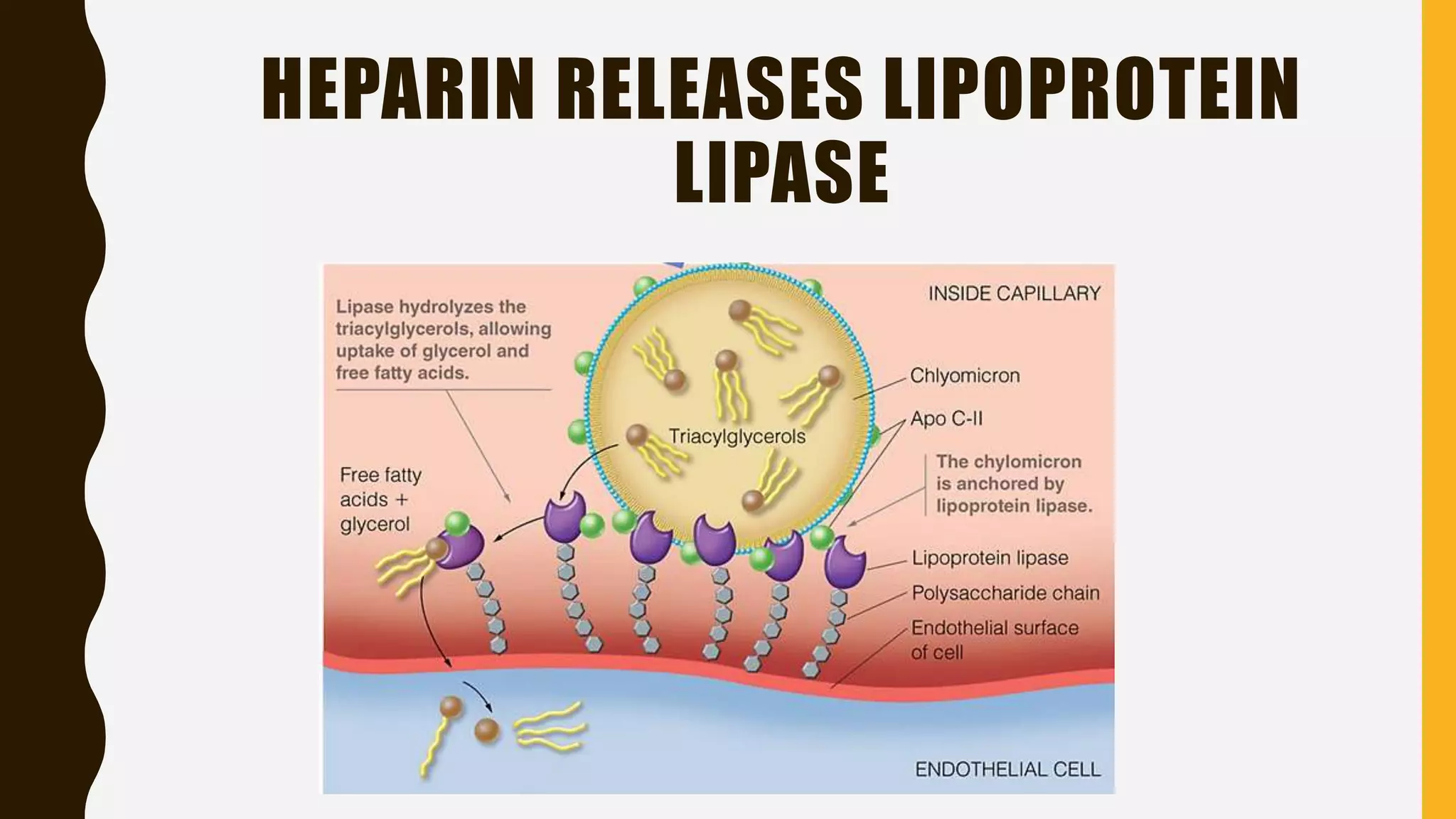 Heparin Mechanism Of Action Ppt PPT Review Of Anticoagulants: