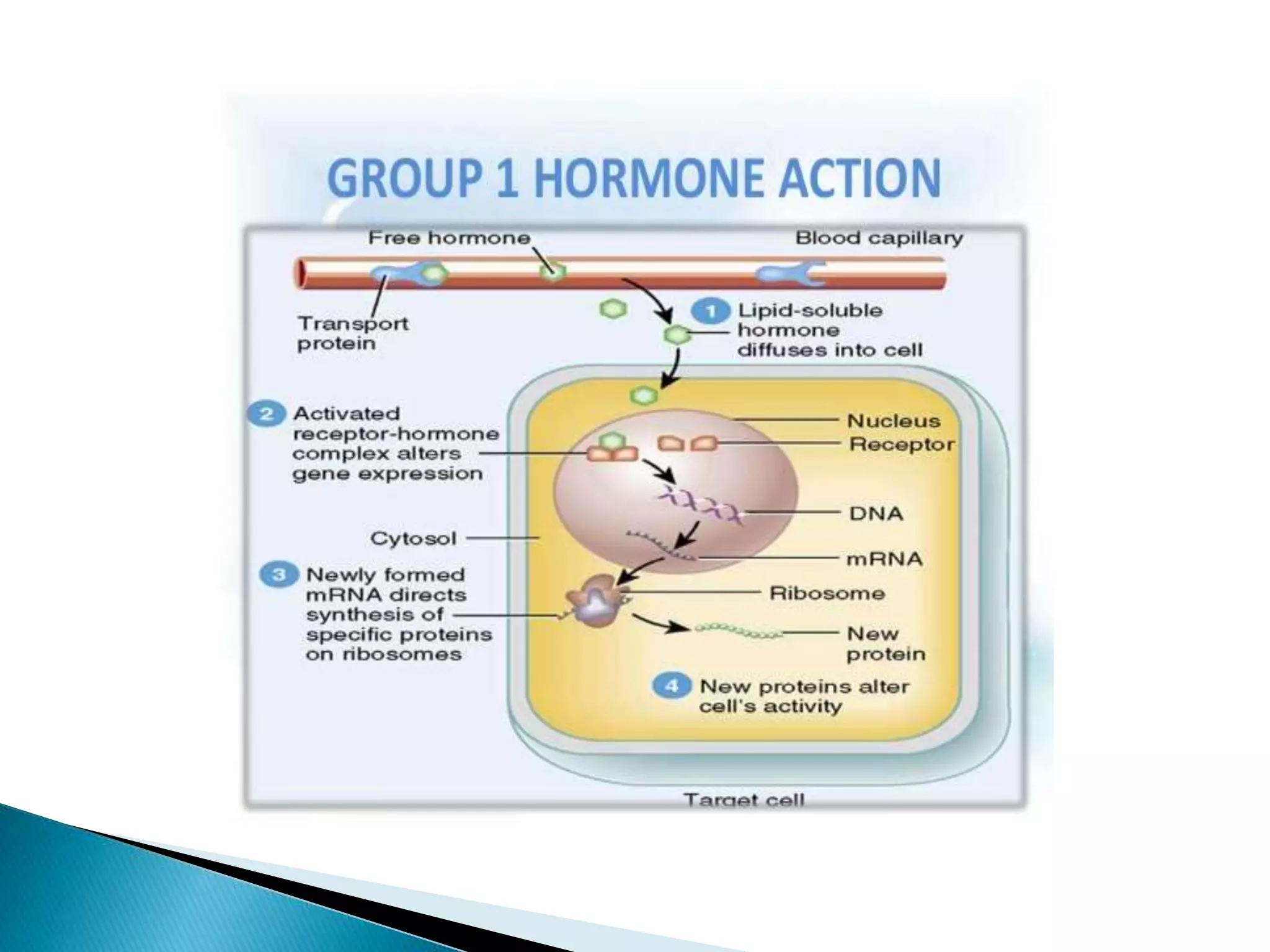 Mechanism of action of hormone | PPTX