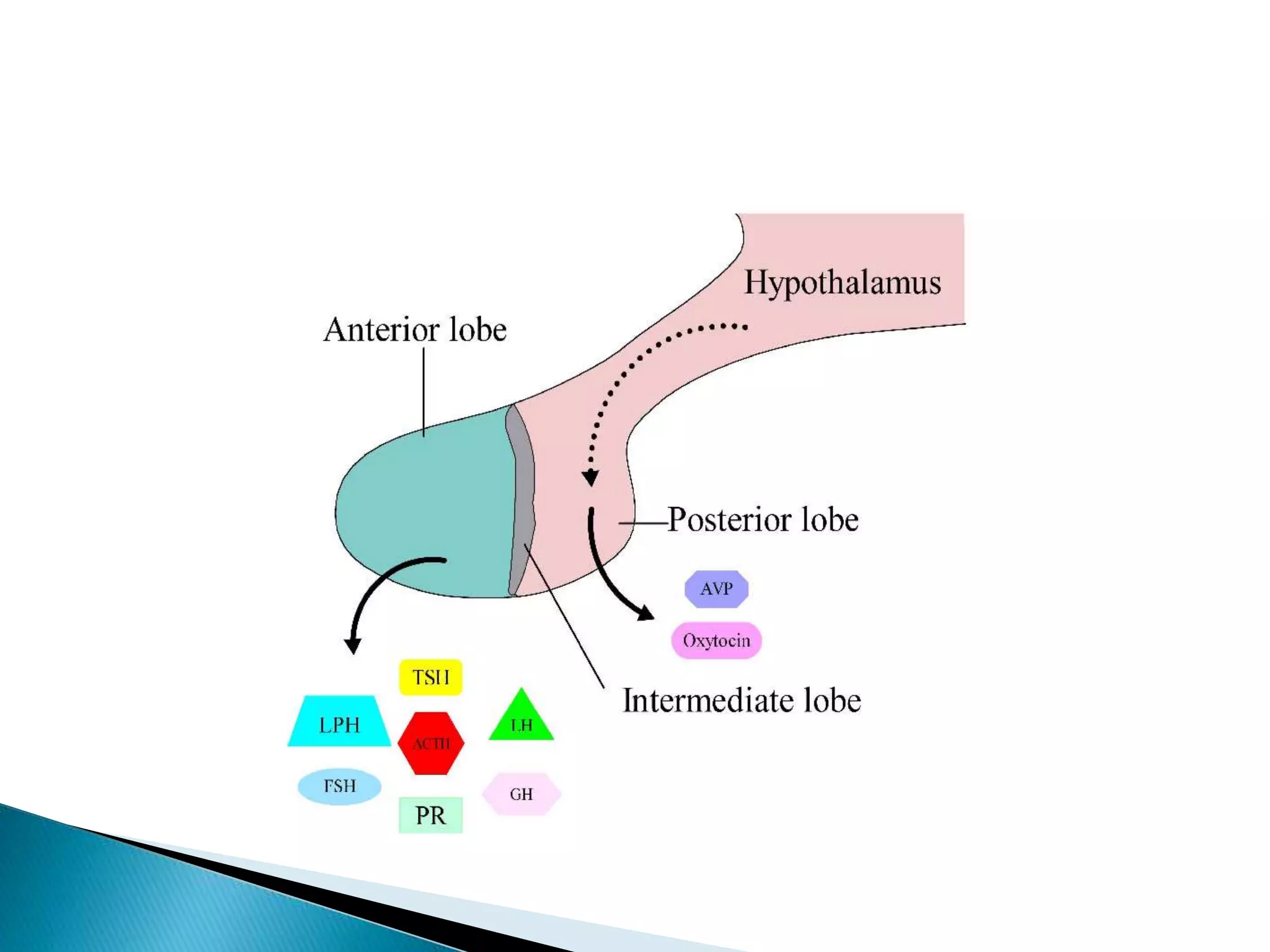 Mechanism of action of hormone | PPTX