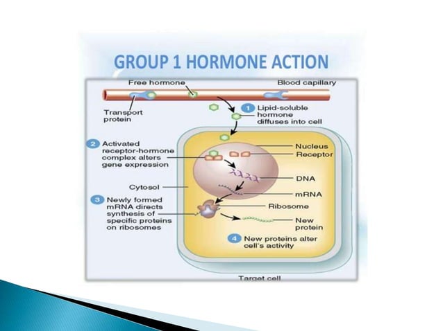Mechanism of action of hormone | PPT
